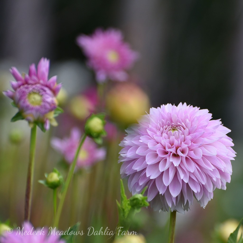 SKEENA DAHLIAS - Medeek Meadows Dahlia Farm